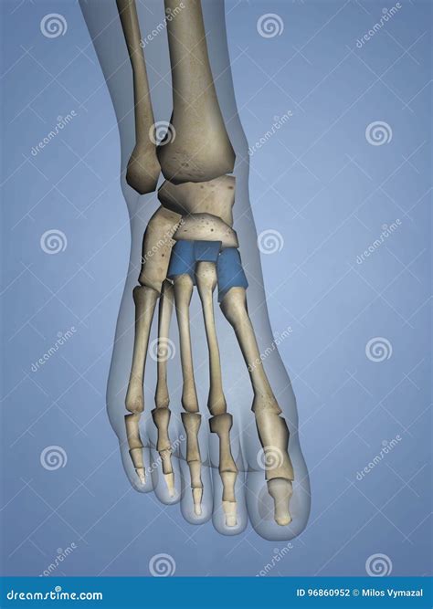 Cuneiform Bones 3d Model Stock Illustration Illustration Of Science
