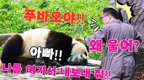 세상에💥 푸바오가 뜨거운 햇볕 아래 바닥에 누워서 흐느끼고 있어요 😭💦💦 쉬샹의 아빠가 걱정하고 있어요 푸바오를 이제 쉬게 해야 할 때예요 Youtube