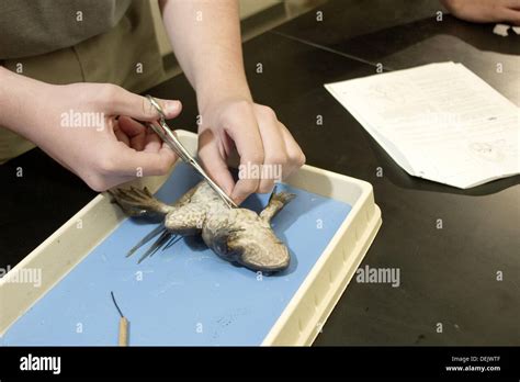Biology Class Dissection At Linda Redmon Blog