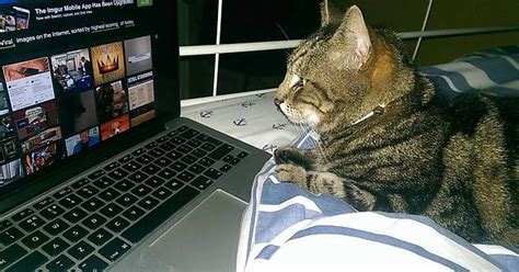 My Cat Browsing Imgur With Me Imgur