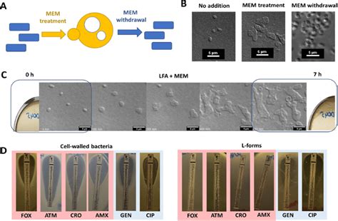 Meropenem Promotes L Form Growth From The Walled State Under Aerobic Download Scientific