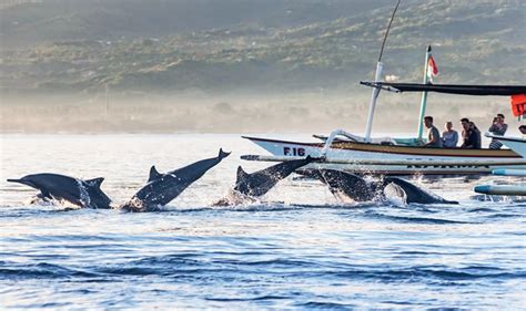 발리 로비나 돌핀와칭 And 멘장안 스노클링 And 브두굴 울룬다누 사원 투어