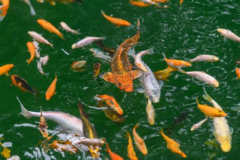 浮在人工池塘中的多彩装饰型科伊鱼高清图片下载 正版图片506673951 摄图网
