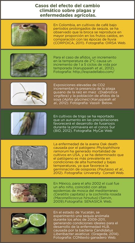 Control De Plagas En Cultivo De Plátano Colombia Verde