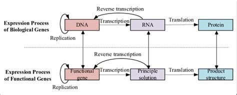 Biological Gene Expression Process And Product Design Process Download Scientific Diagram