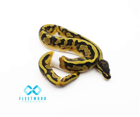Piebald Het Desert Ghost Ball Python