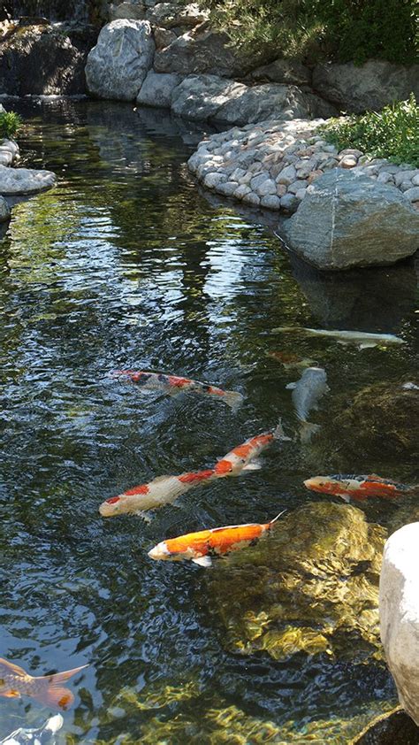 Japanese Friendship Garden Of San Diego