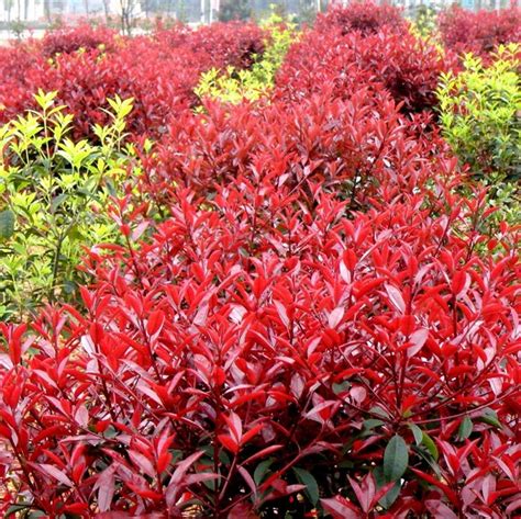 红叶石楠 花百科