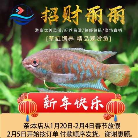招财丽丽鱼图片招财丽丽鱼大山谷图库