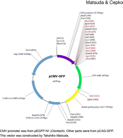 Plasmid Vector Gfp Novel Vectors For Baculovirus Expression