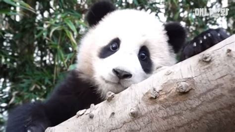 푸바오 가족 소소하게 귀여운 점 인스티즈 Instiz 익명잡담 카테고리