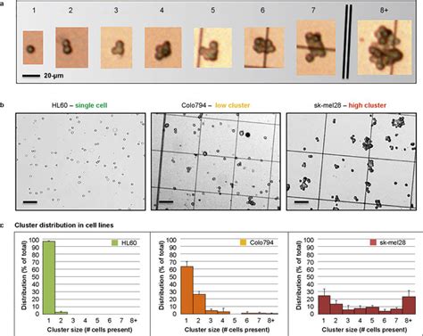 Detailed Cluster Size Classification Of The Experimental Cultured Cell Download Scientific