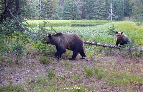 Grizzly Bear Tracks Vs Black Bear