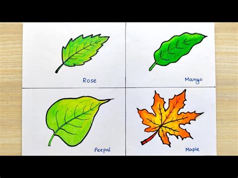 Types Of Leaves And Their Names