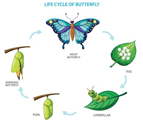 Egg Caterpillar Chrysalis Butterfly The Elegant Metamorphosis