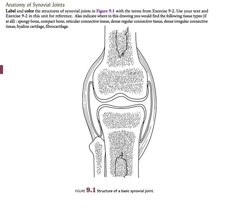 Anatomy Of Synovial Joints Label And Color The Structures Of Synovial Joints In Figure 9 1 With