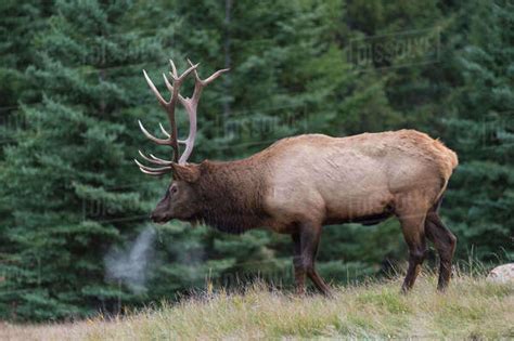Wild Elk Wapiti Cervus Canadensis During The Autumn Rut Jasper