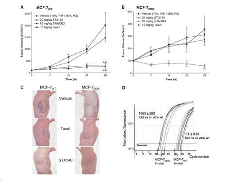 P Glycoprotein Expression And Function A P Glycoprotein No