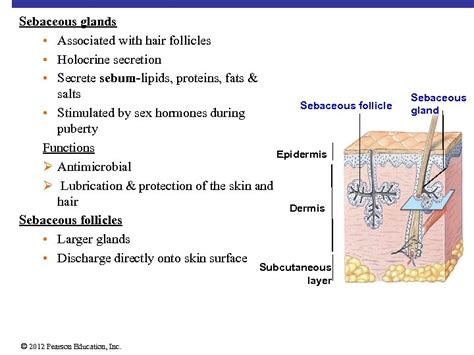 5 The Integumentary System Power Point Lecture Presentations