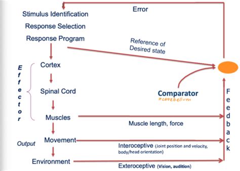 Module 72 Error Based Learning Flashcards Quizlet Module 72 Error Based Learning Flashcards Quizlet