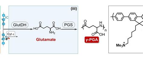 Wired Up Symbiotic Multi Organism Can Turn Sunlight And Air Into Valuable Proteins Research
