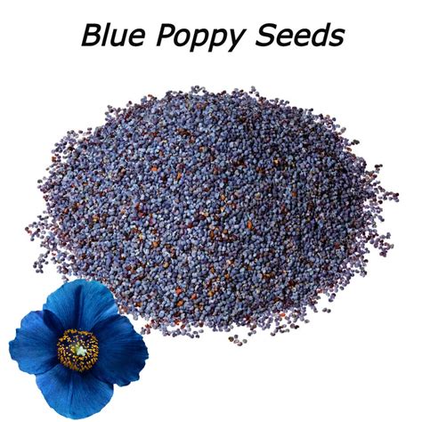 g g BLUE POPPY SEEDS BIJI KAS KAS BIRU 罂粟籽 Shopee Malaysia