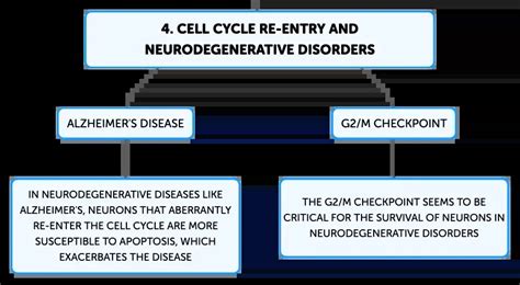 The Neuronal Cell Cycle And Its Distinctive Features Algor Cards