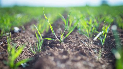 Master List Released What Is Next For Wheat Classification GroundCover