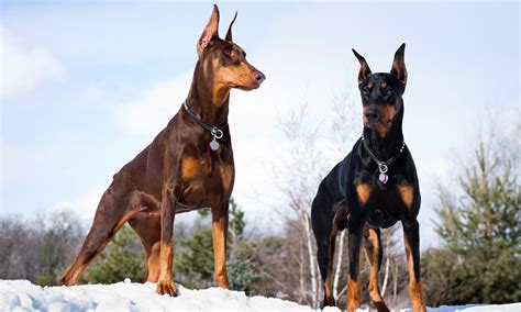Cute Red Doberman Puppies