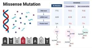 Missense Mutation Definition Causes Mechanism Types Examples