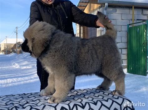 Щенки Кавказской овчарки купить в Чите Животные и зоотовары Авито