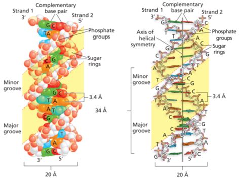 chapters 7 9 flashcards quizlet