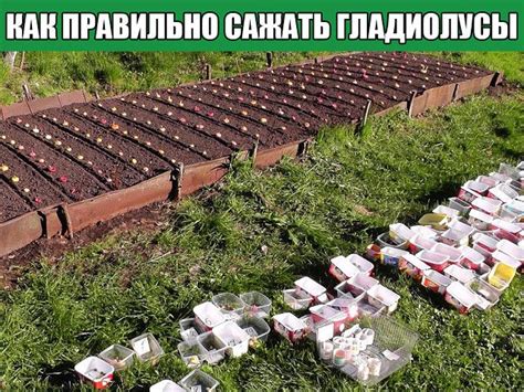 Фотография Гладиолусы Посадка Садовые вредители