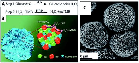 Formation Of Functional Nanobiocatalysts With A Novel And Encouraging