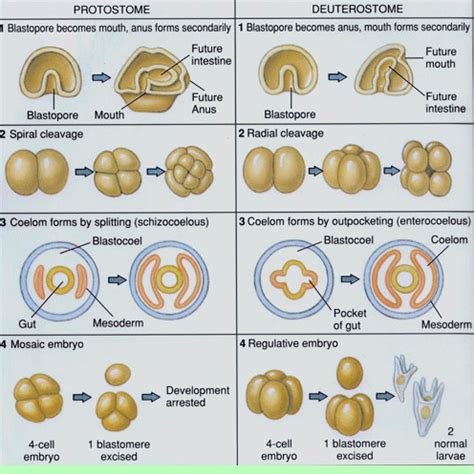Deuterostomes Protostomes Blastopore