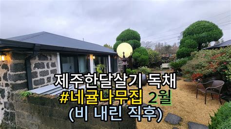 비 내린 후 제주 한달살기 독채 네귤나무집 2월 제주 동쪽 숙소 Youtube