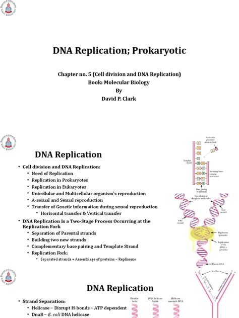 Dna Replication In Prokaryotes Pdf Dna Replication Dna