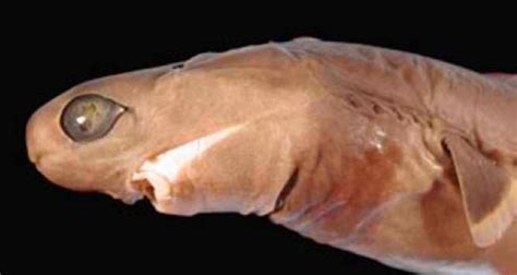 The Cookiecutter Shark 13 Facts Habitat Feeding And Behavior Sharksider