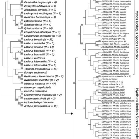 Partial Maximum Likelihood Ml Tree With Bootstrap Values Showing