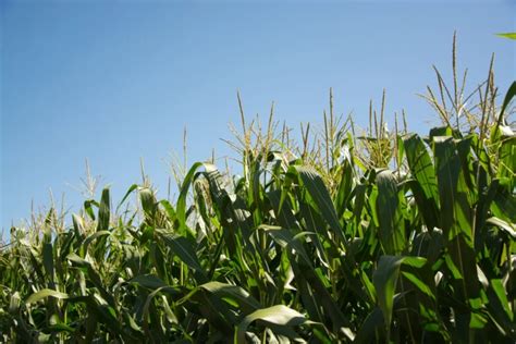 Tips For Maximizing Crop Yields Including The Best Fertilizer And Irrigation Techniques The