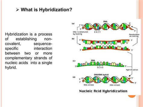 Nucleic Acid Hybridization Pptx