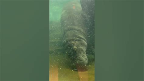 Travel Japanhokkaido Asahiyama Zoo旭山動物園 The Animal Has The Biggest