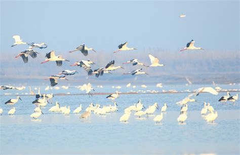 鸟飞豚跃麋鹿奔——岳阳市“守护一江碧水”系列报道之五