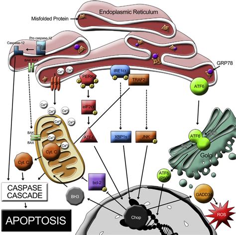 Endoplasmic Reticulum Er Stress Mediated Apoptosis Unresolved Er The