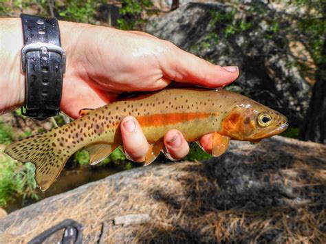 Little Kern Golden Trout Western Native Trout Initiative