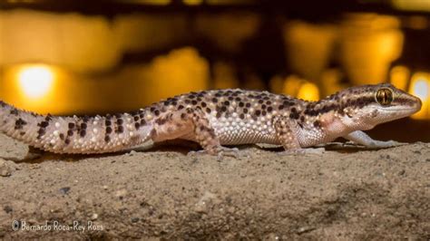 El gecko de Lima frente a un destino incierto la lucha contra la extinción en la metrópolis