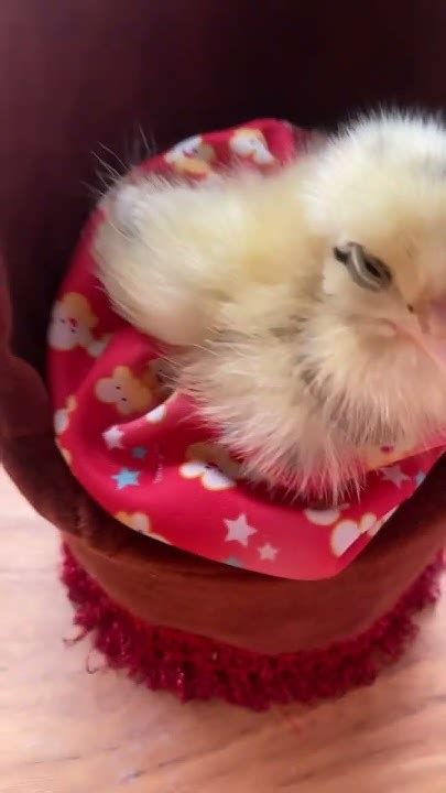 Цыпленок в юбке Youtube