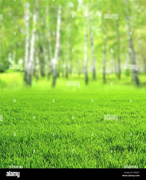 Beautiful Blurred Vertical Spring Landscape With Green Grass And