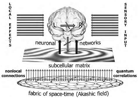 Nested Networks With Two Inputs A Proposed Hierarchy And Speculative Download Scientific