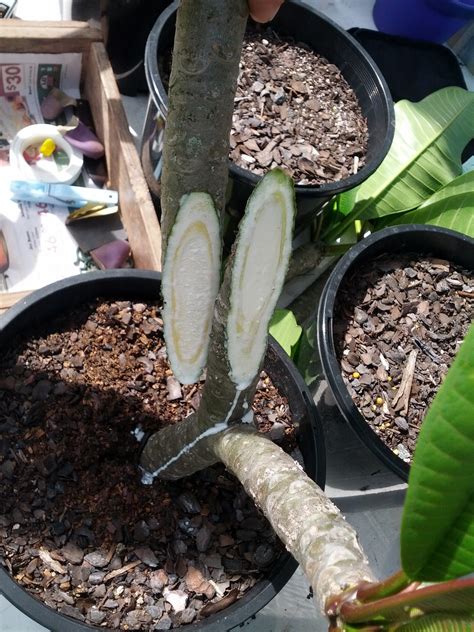 Forum Grafting Frangipnni Plumeria Trees